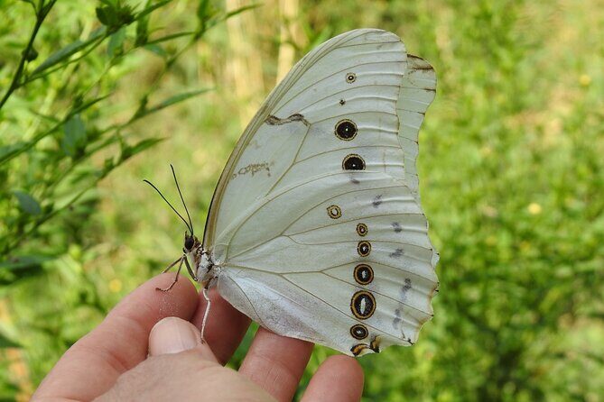 Butterfly Sanctuary Guided Tour in Puerto Vallarta - An In-Depth Look at the Tour Experience