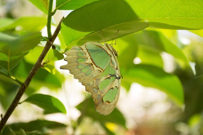 Butterfly Sanctuary Guided Tour in Puerto Vallarta - Authentic Reviews: What Travelers Say