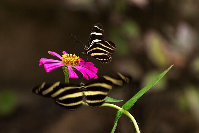 Butterfly Sanctuary Guided Tour in Puerto Vallarta - FAQs