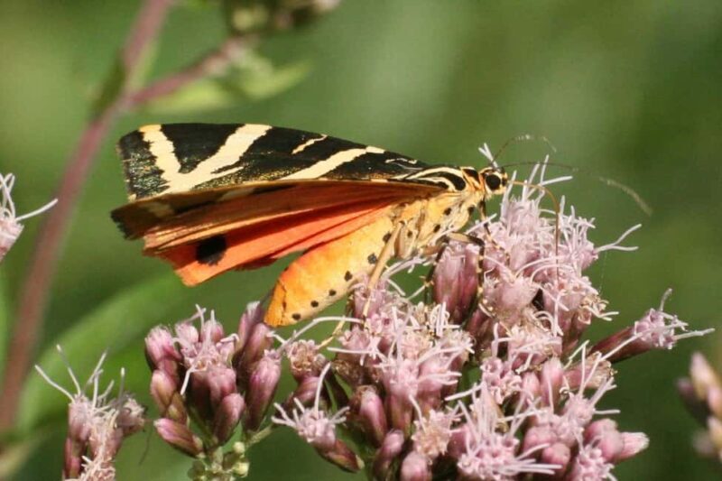 Butterfly valley,Farfalle,Schmetterling,Papillon & transfer! - Exploring Butterfly Valley: What You Can Expect
