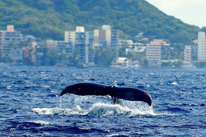 BYOB Sunset Cruise Waikiki - Frequently Asked Questions
