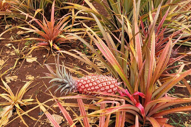 Byodo Temple and Waimea Botanical Garden Tour - The Sum Up