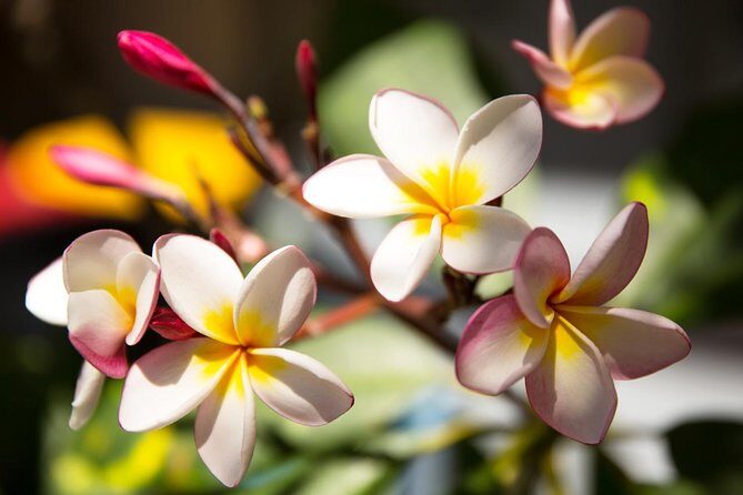 Byron Bay and Beyond Tour Including Cape Bryon Lighthouse Crystal Castle and Bangalow - Authentic Experiences Based on Reviews