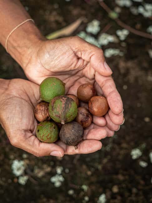 Byron Bay: Bangalow Bush Tucker Tour - FAQ