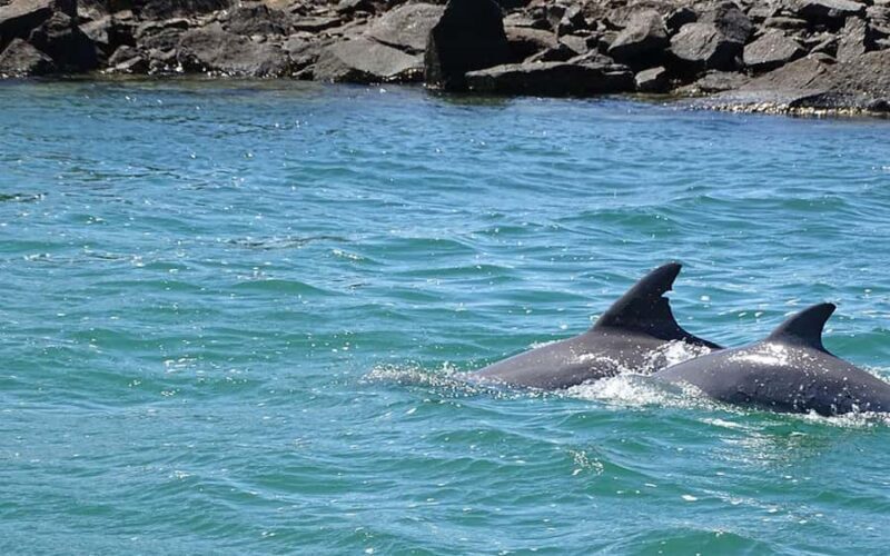 Byron Bay: Brunswick River Eco-Cruise with Brunch - Key Points