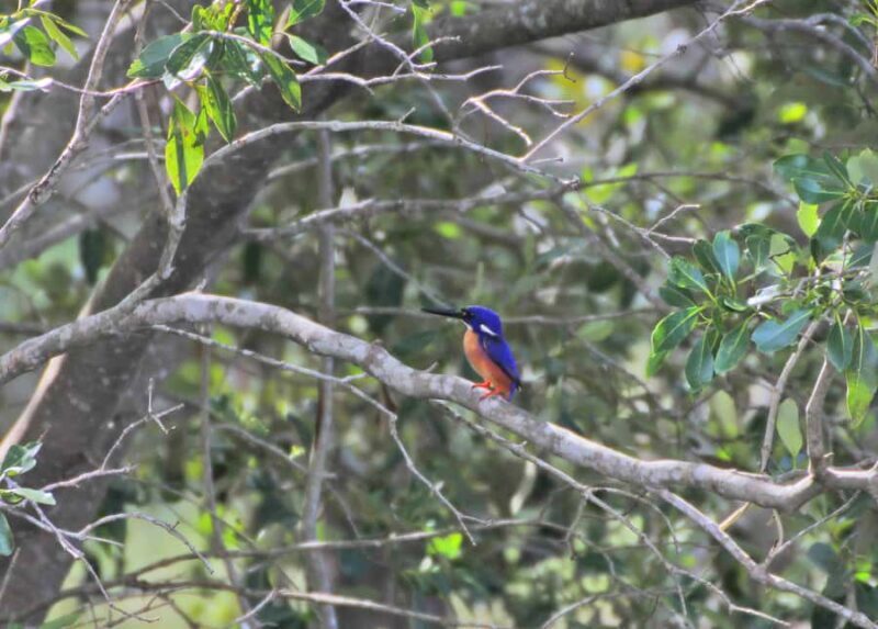 Byron Bay: Brunswick River Eco-Cruise with Brunch - Practical Details and Tips