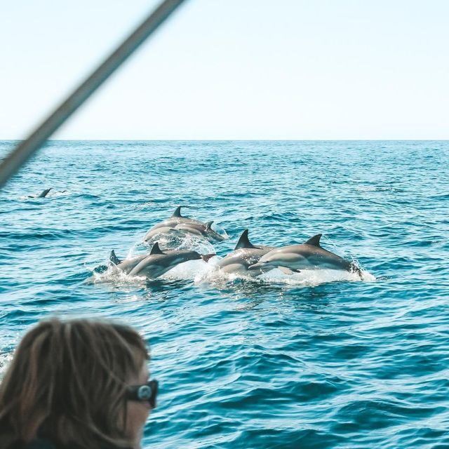 Byron Bay: Cruise with Dolphins Tour - The Itinerary and What to Expect