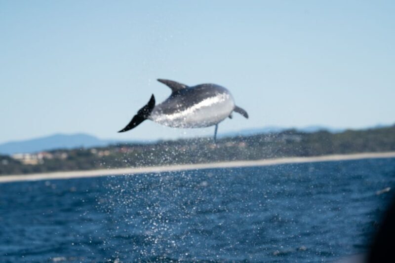 Byron Bay: Cruise with Dolphins Tour - Final Thoughts: Is It Worth It?