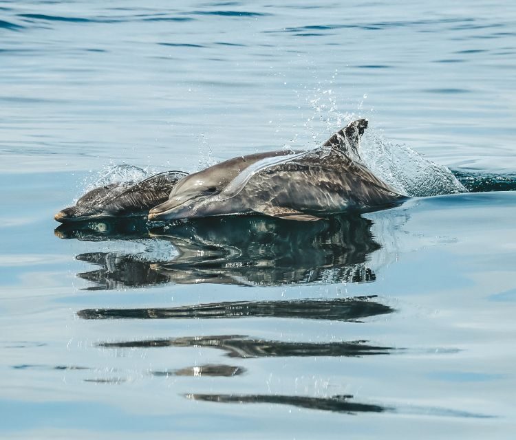 Byron Bay: Cruise with Dolphins Tour - FAQ