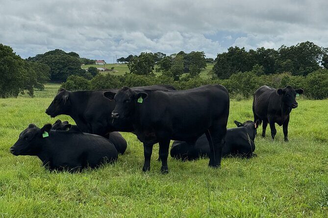 Byron Bay Day Tour: Lighthouse Sunset, The Farm and Hidden Trails - Summing Up the Experience