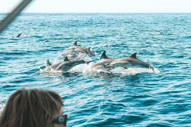 Byron Bay Dolphin Tour - Ocean Safari - A Deep Dive into the Byron Bay Dolphin Tour - Ocean Safari