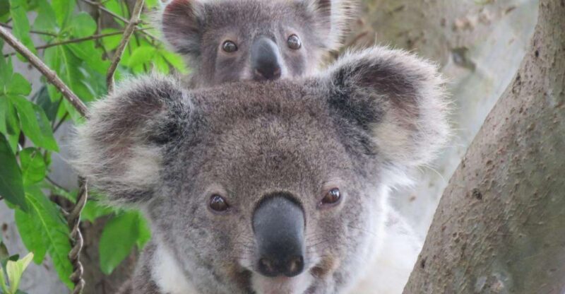 Byron Bay: Full-Day Wildlife Safari - Key Points