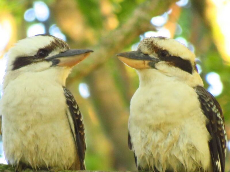 Byron Bay: Full-Day Wildlife Safari - The Itinerary and What to Expect
