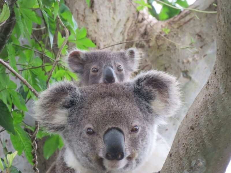 Byron Bay: Full-Day Wildlife Safari - Who Should Consider This Tour?