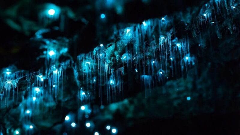 Byron Bay: Glowworms, Waterfalls & Rainforest Experience - Key Points