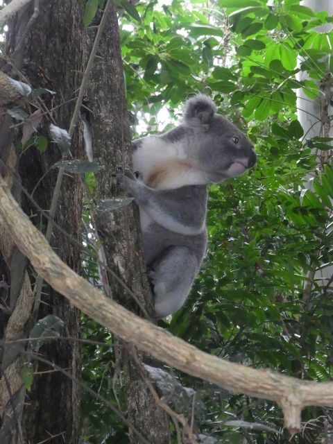 Byron Bay Half-Day Tour - Introduction