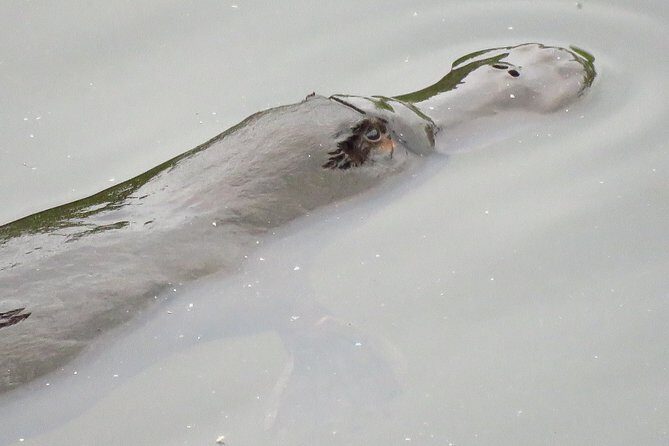 Byron Bay Platypus Walk - An Early Start for Better Wildlife Opportunities