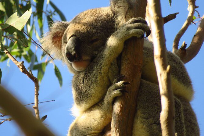 Byron Bay Platypus Walk - Who Should Consider This Tour?