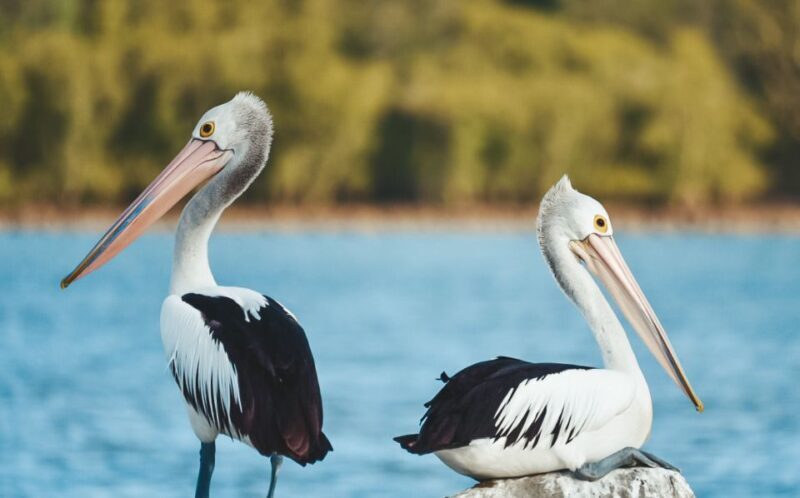 Byron Bay: Scenic Sunset River Cruise - FAQs