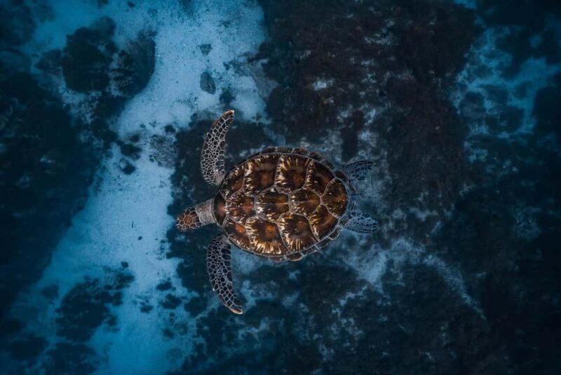 Byron Bay: Snorkeling Tour at Julian Rocks, Nguthungulli - An In-Depth Look at the Tour Experience