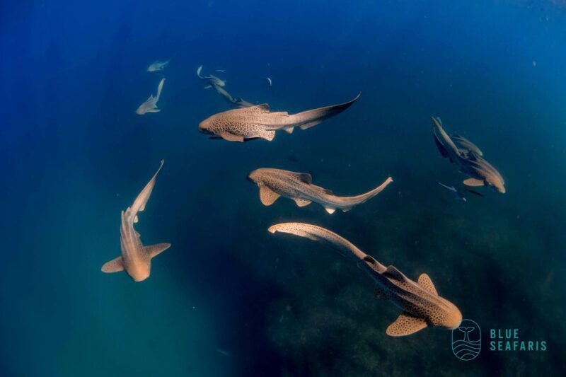 Byron Bay: Snorkelling Tour of Julian Rocks "Nuthungulli" - What You’ll See & Experience