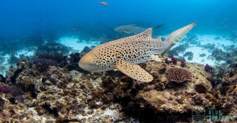 Byron Bay: Snorkelling Tour of Julian Rocks "Nuthungulli" - The Environment & Practicalities