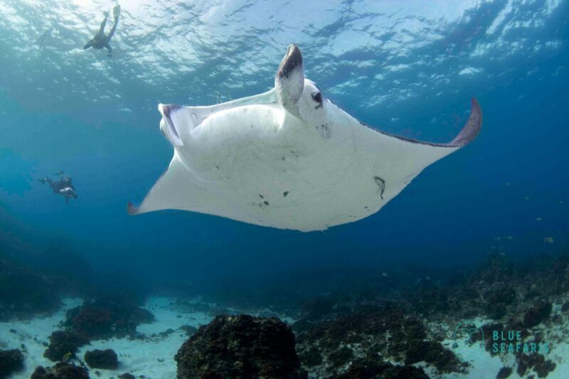 Byron Bay: Snorkelling Tour of Julian Rocks "Nuthungulli" - Who Will Love This Tour?