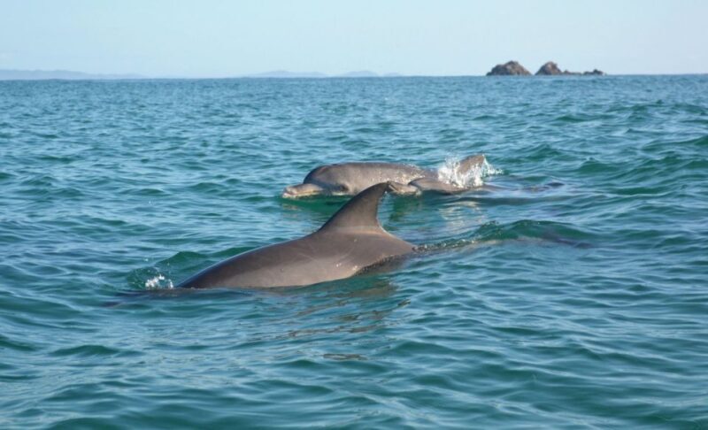 Byron Bay: The Byron Bay Sea Kayak Tour - Key Points