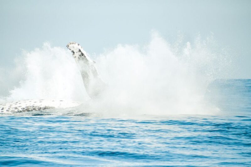 Byron Bay: Whale Watching Cruise with a Marine Biologist - Key Points