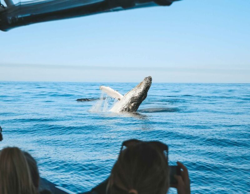 Byron Bay: Whale Watching Cruise with a Marine Biologist - Starting Point and Timing