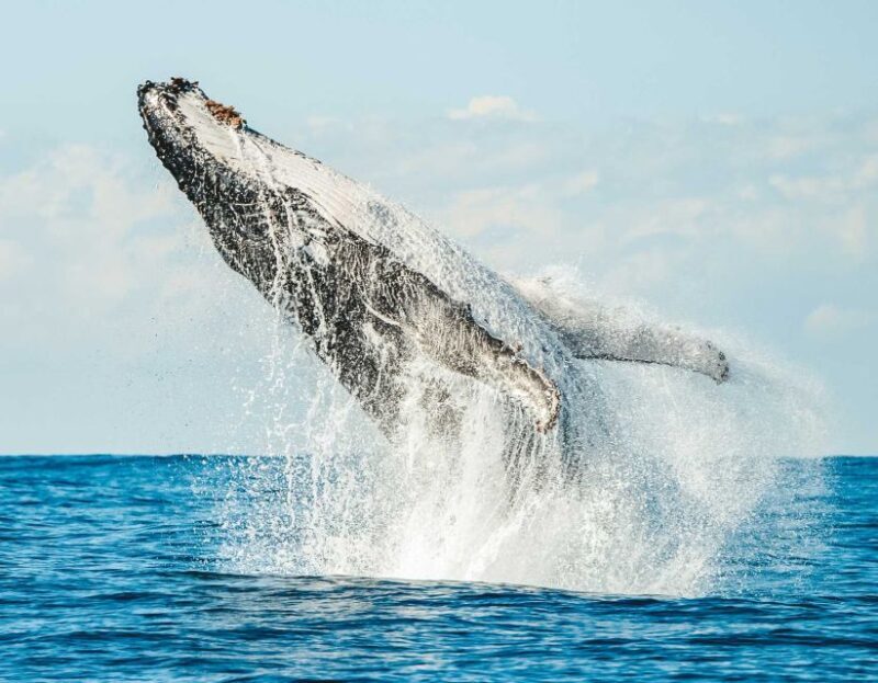 Byron Bay: Whale Watching Cruise with a Marine Biologist - The Guide – Knowledge, Enthusiasm, and Interaction