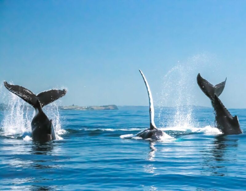 Byron Bay: Whale Watching Cruise with a Marine Biologist - What You’ll See and Experience