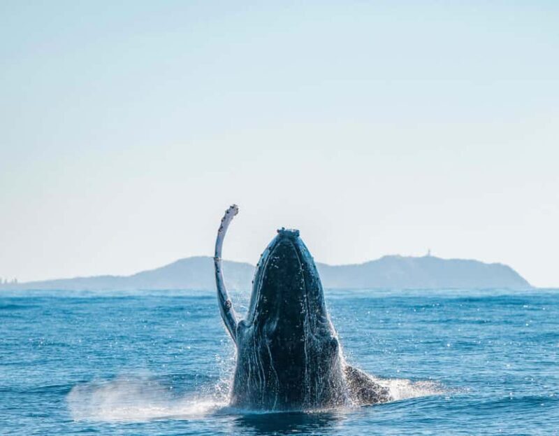Byron Bay: Whale Watching Cruise with a Marine Biologist - The Price & What You’re Getting