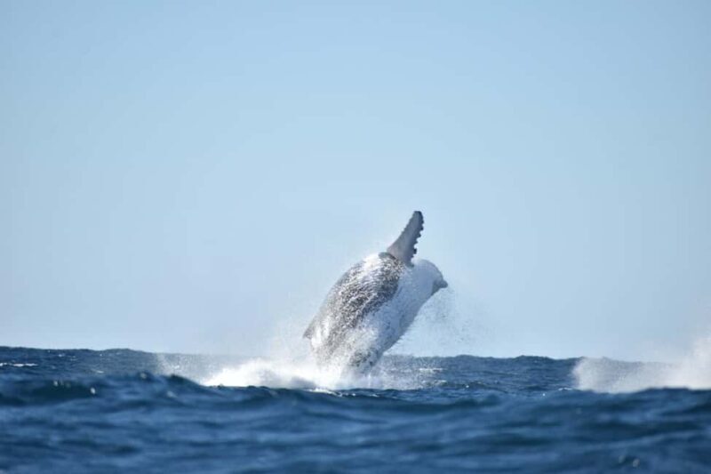 Byron Bay: Whale Watching Tour - Key Points