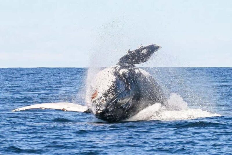 Byron Bay: Whale Watching Tour - An Authentic Look at the Byron Bay Whale Watching Experience