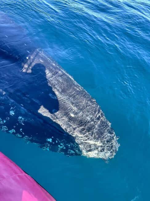 Byron Bay: Whale Watching Tour - The Sum Up