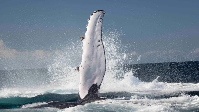 Byron Bay Whale Watching with Marine Biologist - Key Points