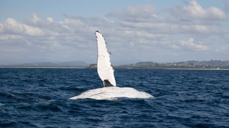 Byron Bay Whale Watching with Marine Biologist - An In-Depth Look at the Tour Experience