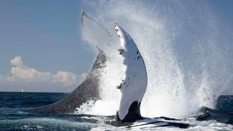Byron Bay Whale Watching with Marine Biologist - FAQ