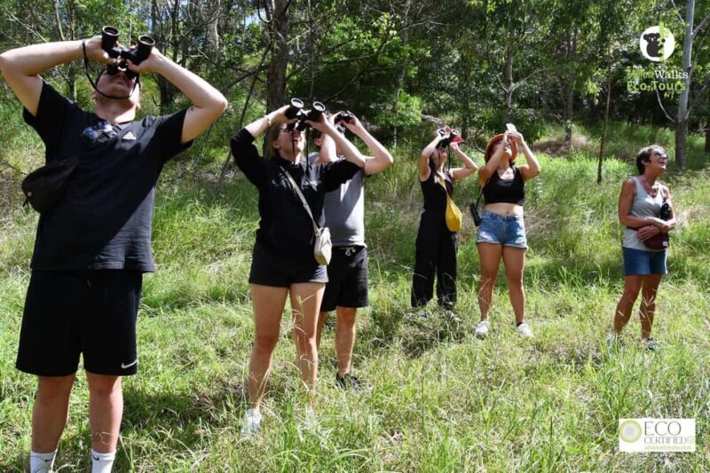 Byron Bay Wild Koala Tour - What You Can Expect on the Byron Bay Wild Koala Tour