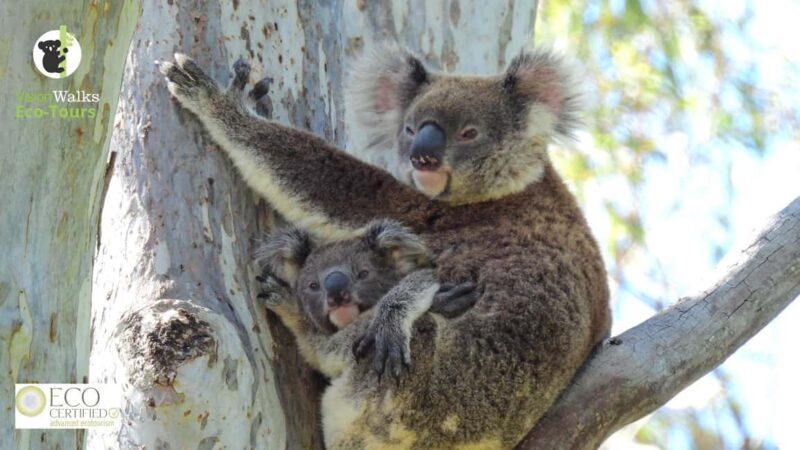 Byron Bay Wild Koala Tour - How the Tour Supports Conservation