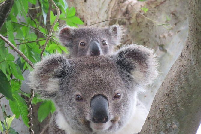 Byron Bay Wildlife Safari - In-Depth Look at the Itinerary