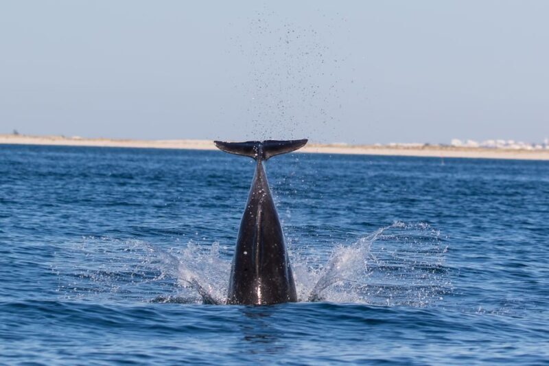 Cabanas de Tavira: Dolphin Watching Boat Tour - Meeting Point and Practical Details