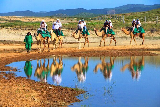 Cabo Camel and Safari Ride - Why the Camel Ride Stands Out