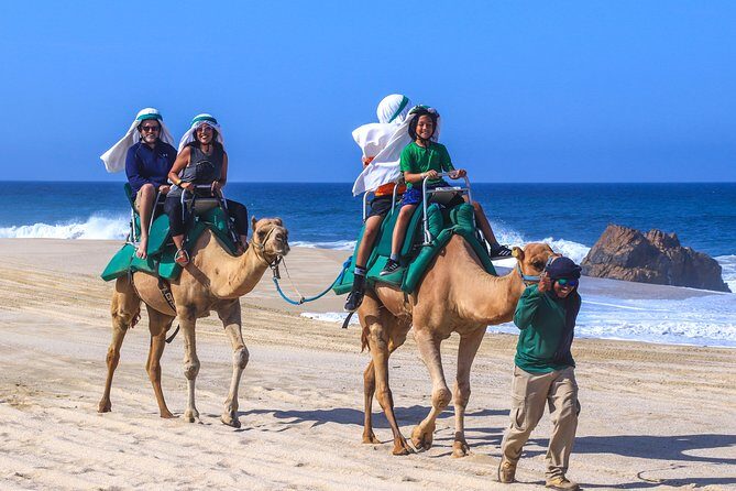 Cabo Camel Ride Experience - Introduction