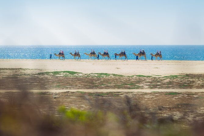 Cabo Camel Ride, Mexican Buffet and Tequila Tasting - Who Would Love This Tour