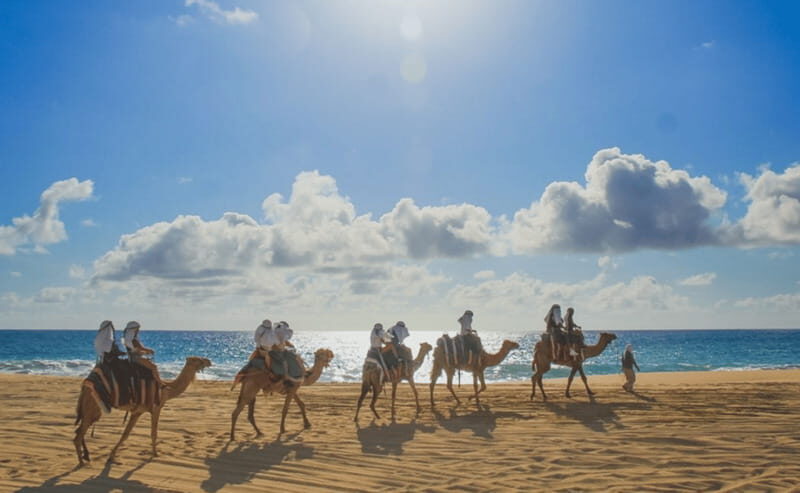 Cabo: Camel Safari Adventure with Tacos - An In-Depth Look at the Camel Safari Adventure