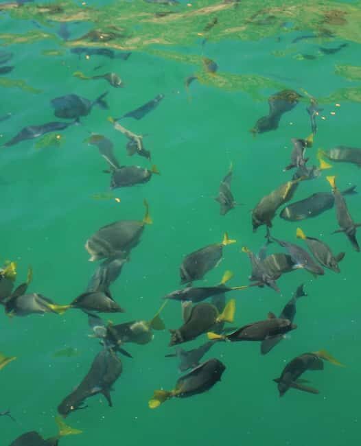 Cabo Catamaran Cruise  Arch, Snorkeling, Open Bar & Snacks - Who Should Consider This Tour