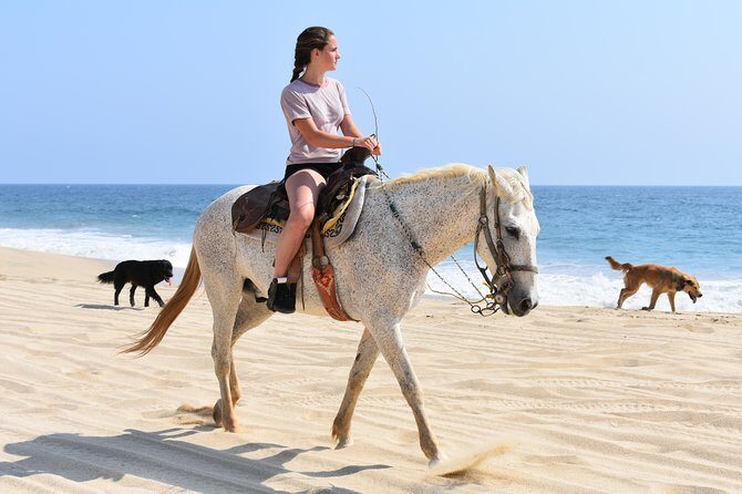 Cabo Desert Off-Road & Beach Horseback Combo and Tequila Tasting - Key Points