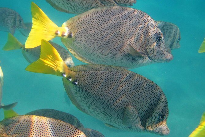 Cabo Encounter with Optional Clear Boat and Lunch - An In-Depth Look at the Tour Experience